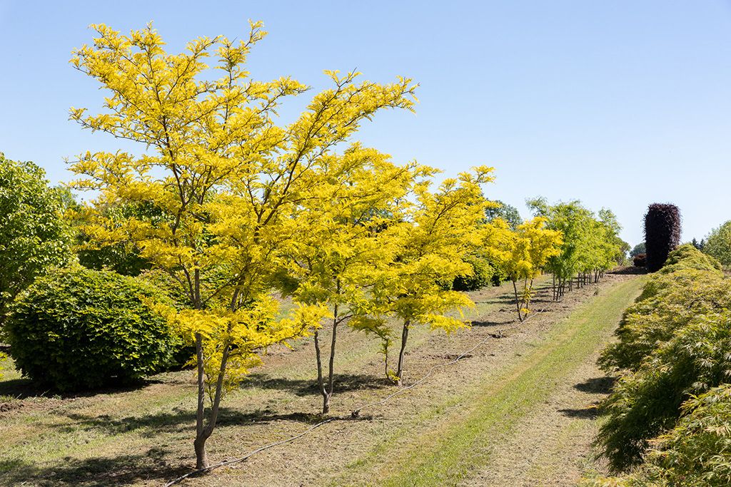 Gleditsia